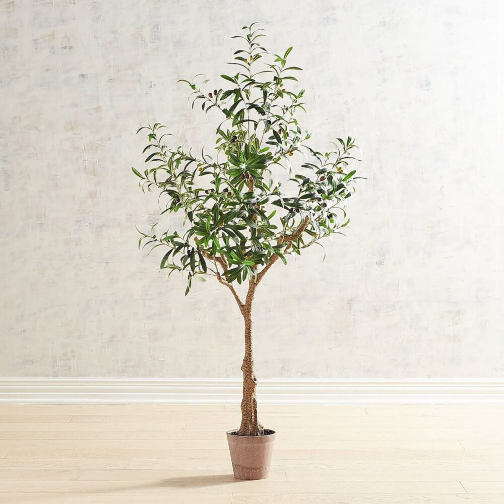 An Olive Tree, The Best Lotion & More - Sarah Joy